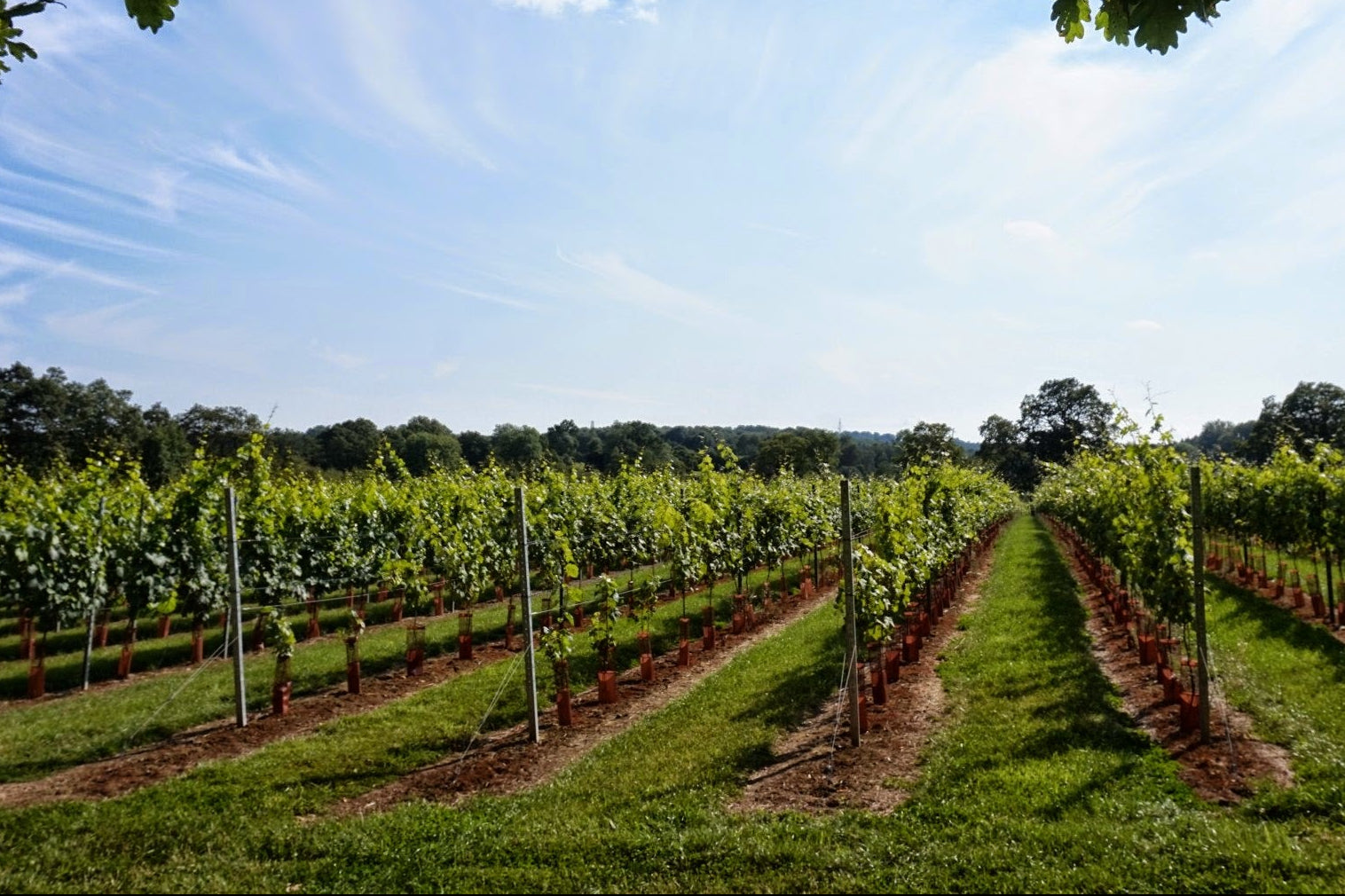 Kingscote Estate & Vineyard — Kingscote Vineyard Limited